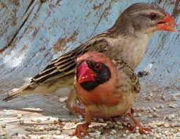 Tierflohmarkt.de - Exoten Voegel im Anzeigenmarkt für alle Tierfreunde