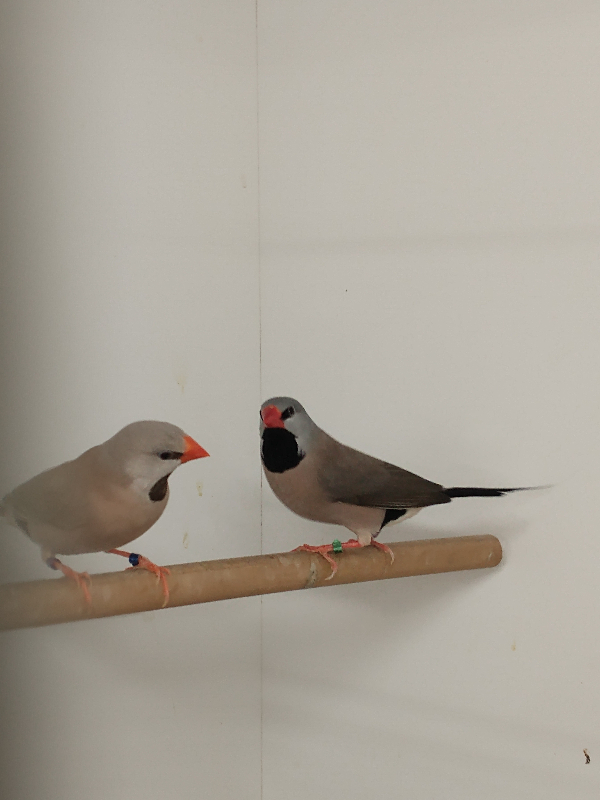 Tierflohmarkt.de - Exoten Voegel im Anzeigenmarkt für alle Tierfreunde